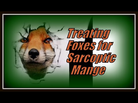 🦊 Treating an urban #fox with sarcoptic mange - and how we are going to treat Apple