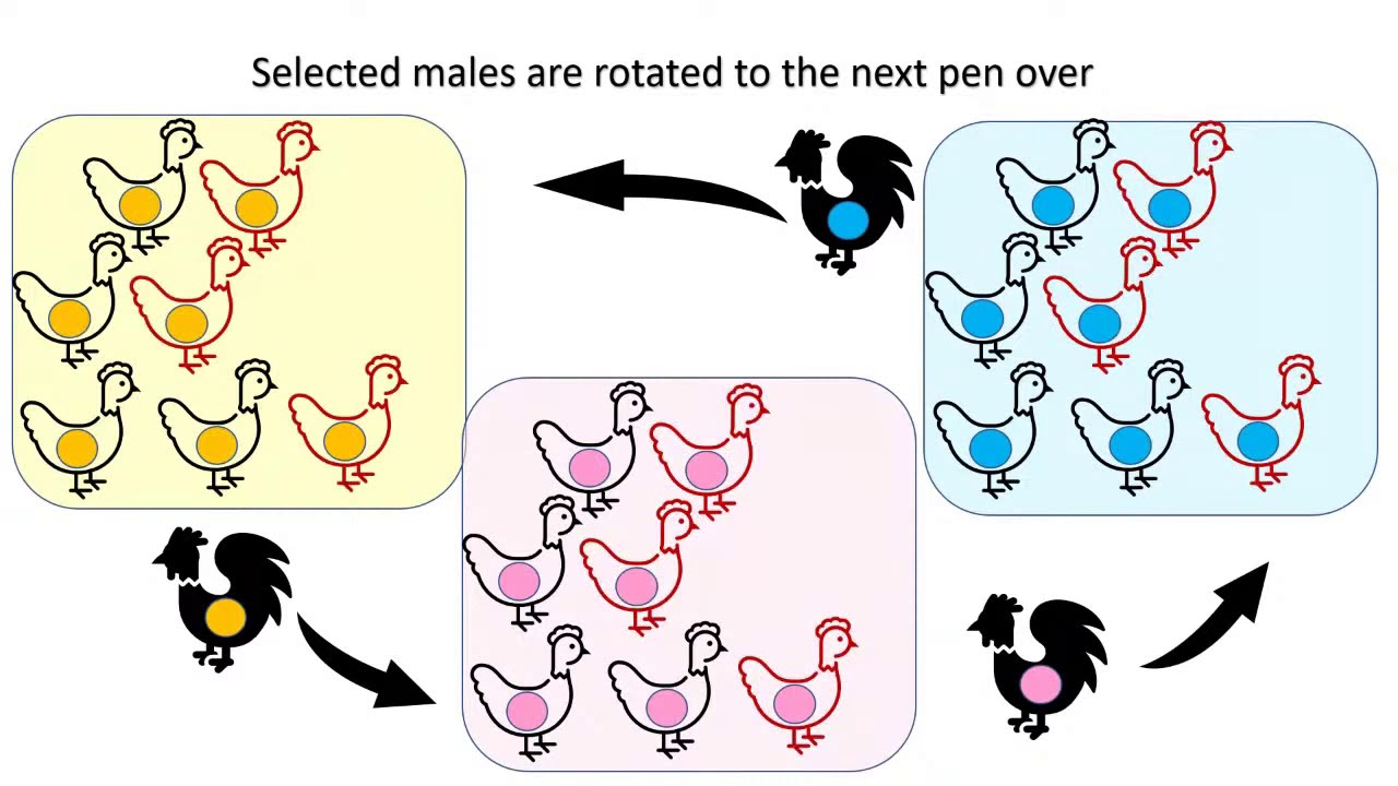 Breeding Strategies for Heritage Chickens