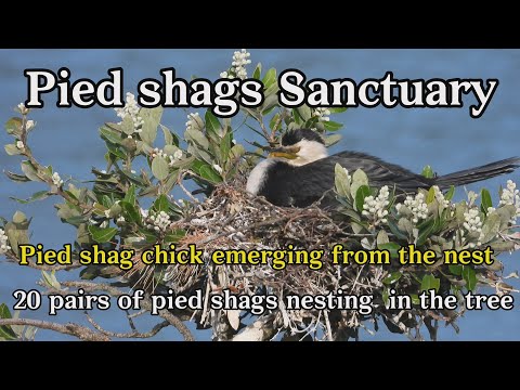 I visited the pied shags reserve in Auckland, so excited finally photographed the pied shag chick !