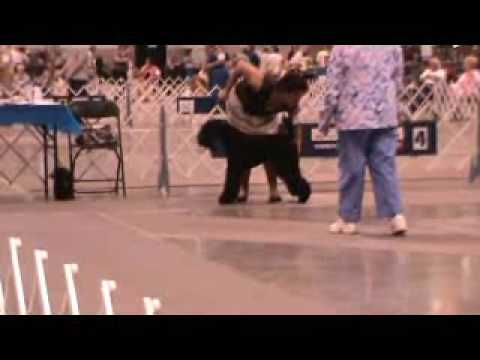 Krisma's Oodles Of Charm - Kerry Blue Terrier