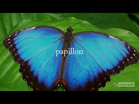 HOW TO PRONOUNCE PAPILLON
