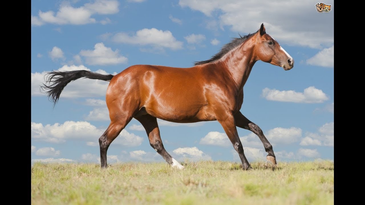 caballo Cuarto de Milla americano / Raza de Caballo