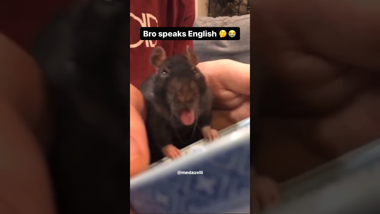 My Pet Rat Understands English 🤯