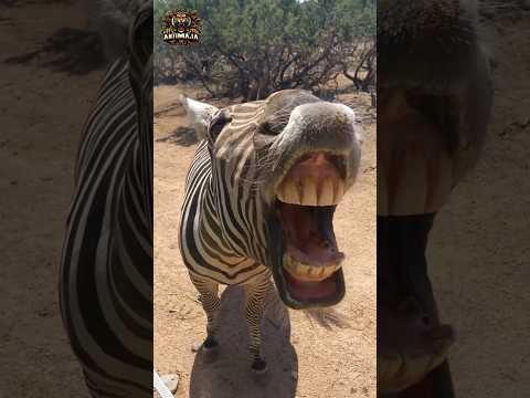 Animal transformation | Funny zebra #animalshorts #animals #zebra #funny