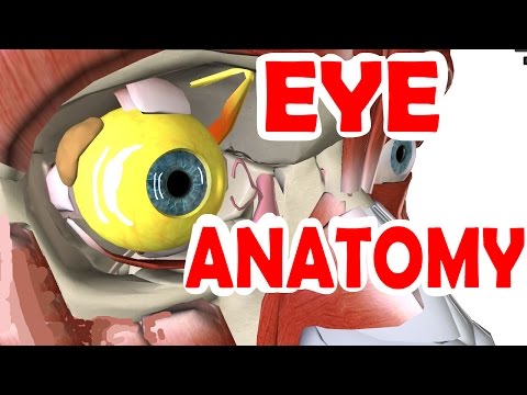 Eye Anatomy And Physiology - Pupil, Iris, Retina, Cornea, Sclera, & Lens