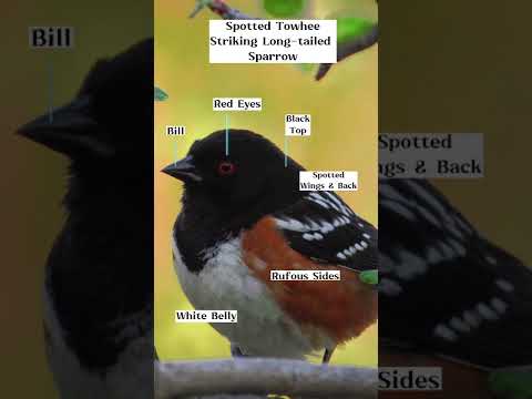 Spotted Towhee