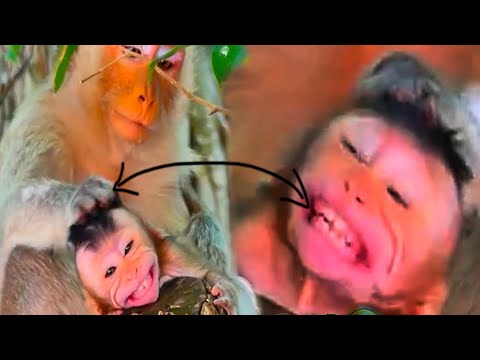 Sad Baby Monkey Cries Loudly โ Rejected by His Own Mom ๐ข๐ต and Abandoned on High Tree