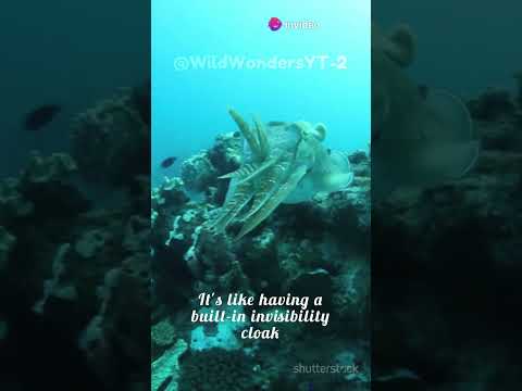 Mind-Blowing Cephalopod Intelligence!
