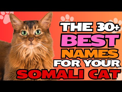 The 30+ Best Names for Your Somali Cat πΎπ