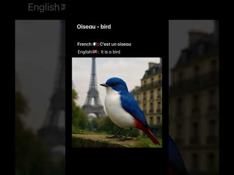 Oiseau meaning in french #frenchforbeginner #tefcanada #meaning #birds