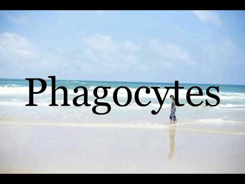 How To Pronounce Phagocytes🌈🌈🌈🌈🌈🌈Pronunciation Of Phagocytes