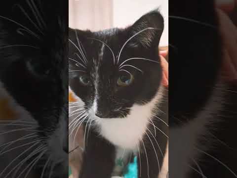 Evening making biscuits #cat #cats #relaxing #relaxingvideo #katte