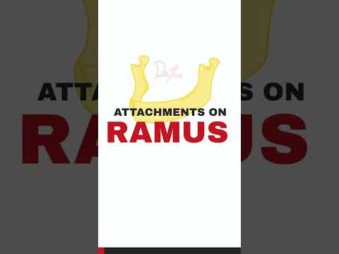 Mandible Anatomy | Attachments on the Ramus
