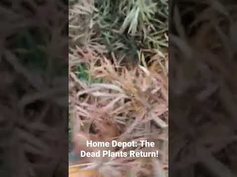 Home Depot: The Dead Plants Return!