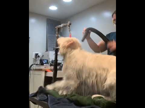 Golden retriever deshed