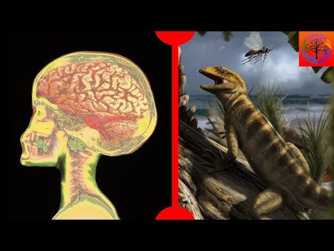 Big Brain Genes Identified & Reptile Evolution - 7 Days of Science