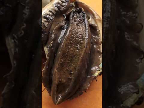 This SNAIL is Going EXTINCT 🐌 Animal Fact Files #facts #animals #wildlife