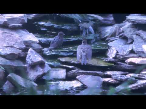 It’s bath time at the grotto