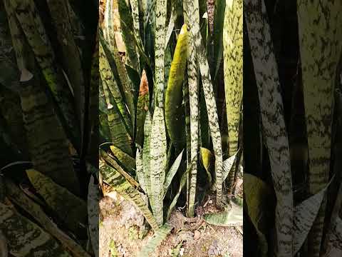 Scientific name of Snake plant #shorts #youtubeshorts #nature #snakeplant