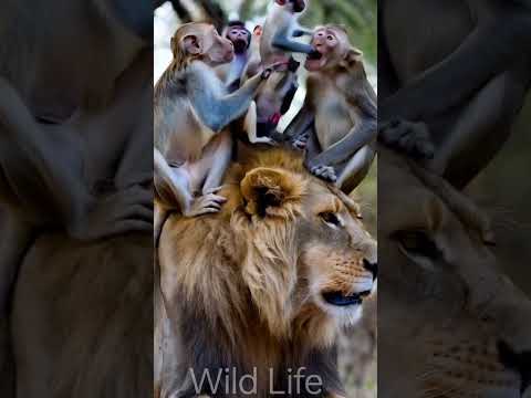 Lion get irritated by Monkeys #animallife #animals #wildlife #wildlifebattle #nature #naturelovers