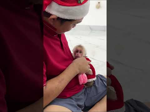 Dad's Christmas gift for Kyo #monkey #babymonkey #cute