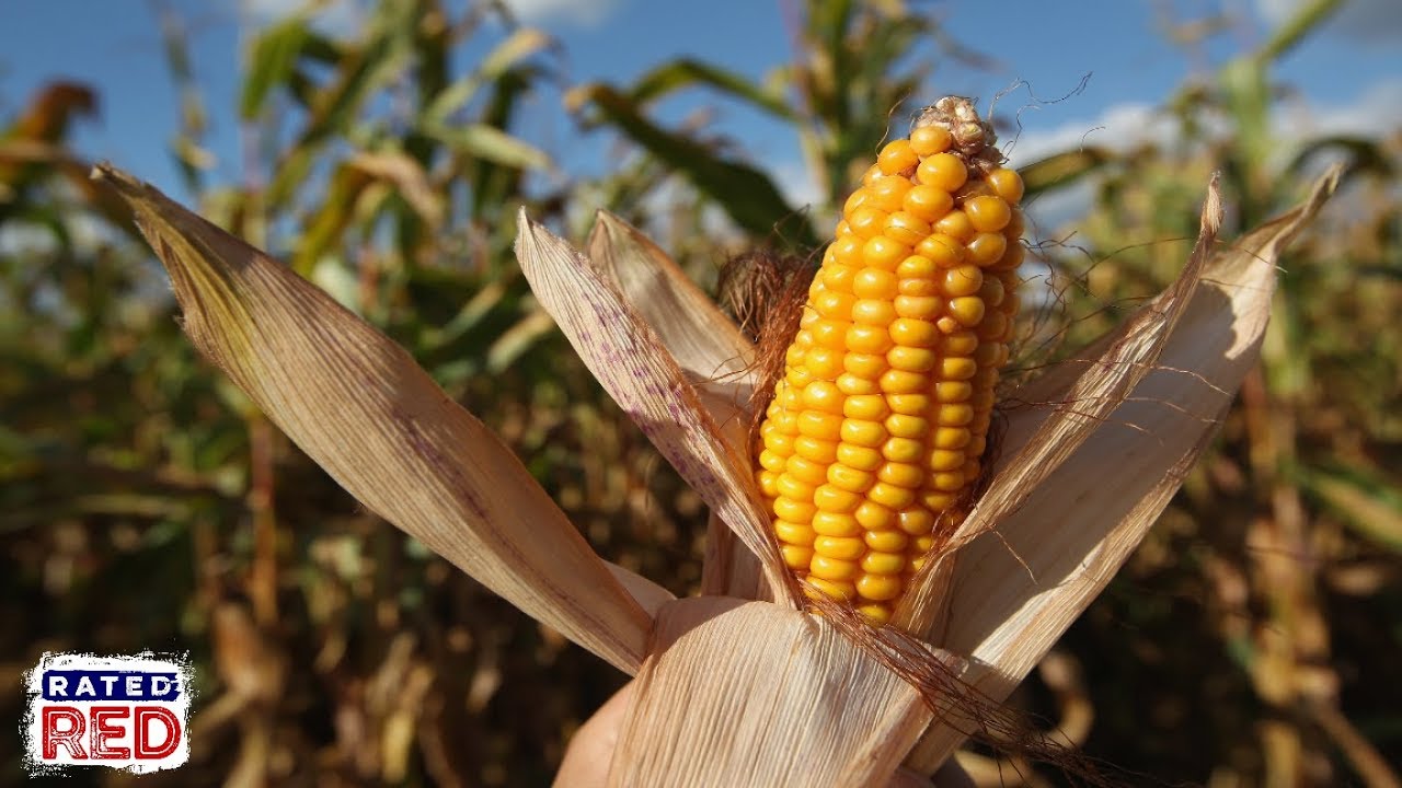 Is GMO Corn Healthier Than Natural Corn?