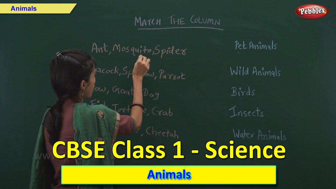 Animals | Class 1 CBSE Science | Science Syllabus Live Videos | Video Training