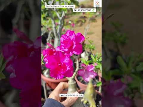 Rare Brazil Imported Adenium Plant Online Sale π₯ #adenium #plants #flowers #garden