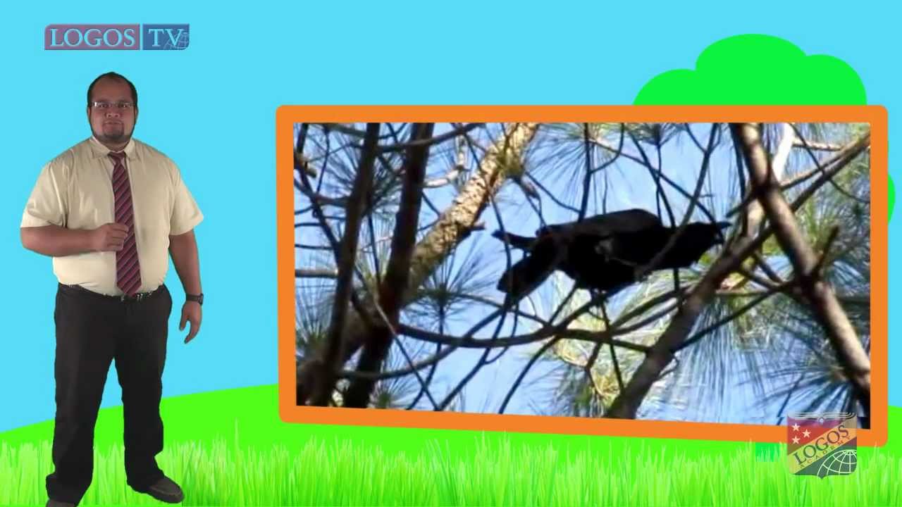 Food chain in ecosystems