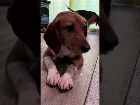 Medical Lab Experimental Test Beagle Freed (Chester)