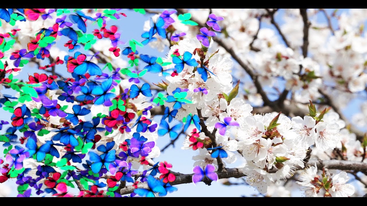 13 Unbelievable Spring Blossom Wallpapers HD!!! :-o