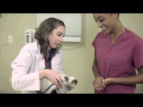Veterinary Technology Program | Broadview University
