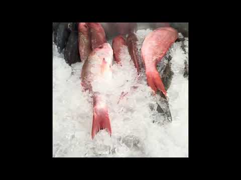 Hamido seafood restaurant