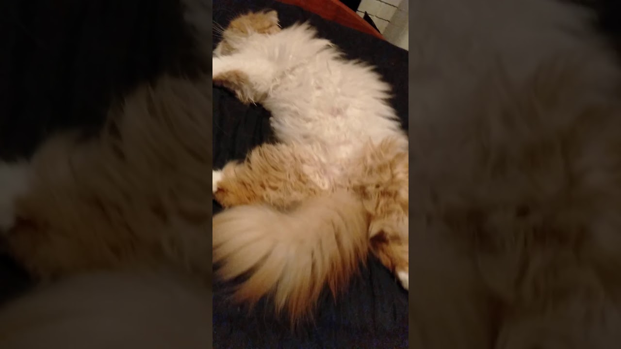 Persian Derp Face