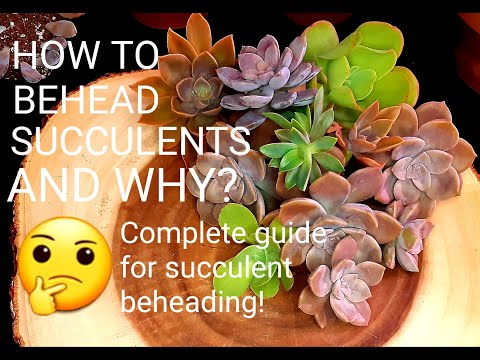 #54 HOW TO BEHEAD SUCCULENTS AND WHY complete guide to succulent propagation by beheading