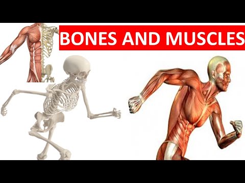 Bones and Muscles - Learn About the…: English ESL video lessons