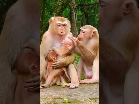Most Attractive & Funny Family Monkey Clip | Secret To Live Peacefully For Animals #cute
