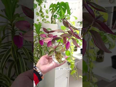 My Tradescantia (Wandering jew) 2 months journey #plants #tradescantia #wanderingjew #shorts