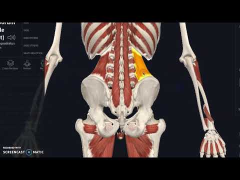 Low Back Important Muscles
