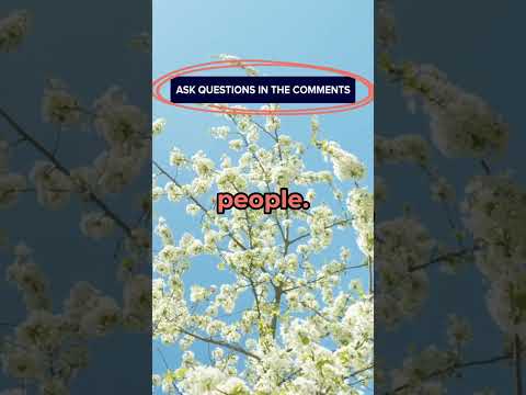Cottonwood Trees Allergies: Everything You Need to Know
