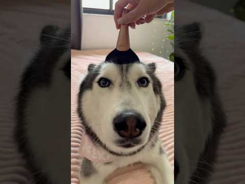 My Husky Loves Makeup 💄🥰