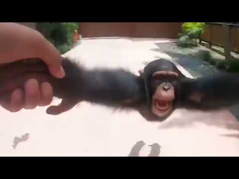 Steam Community :: Video :: monke