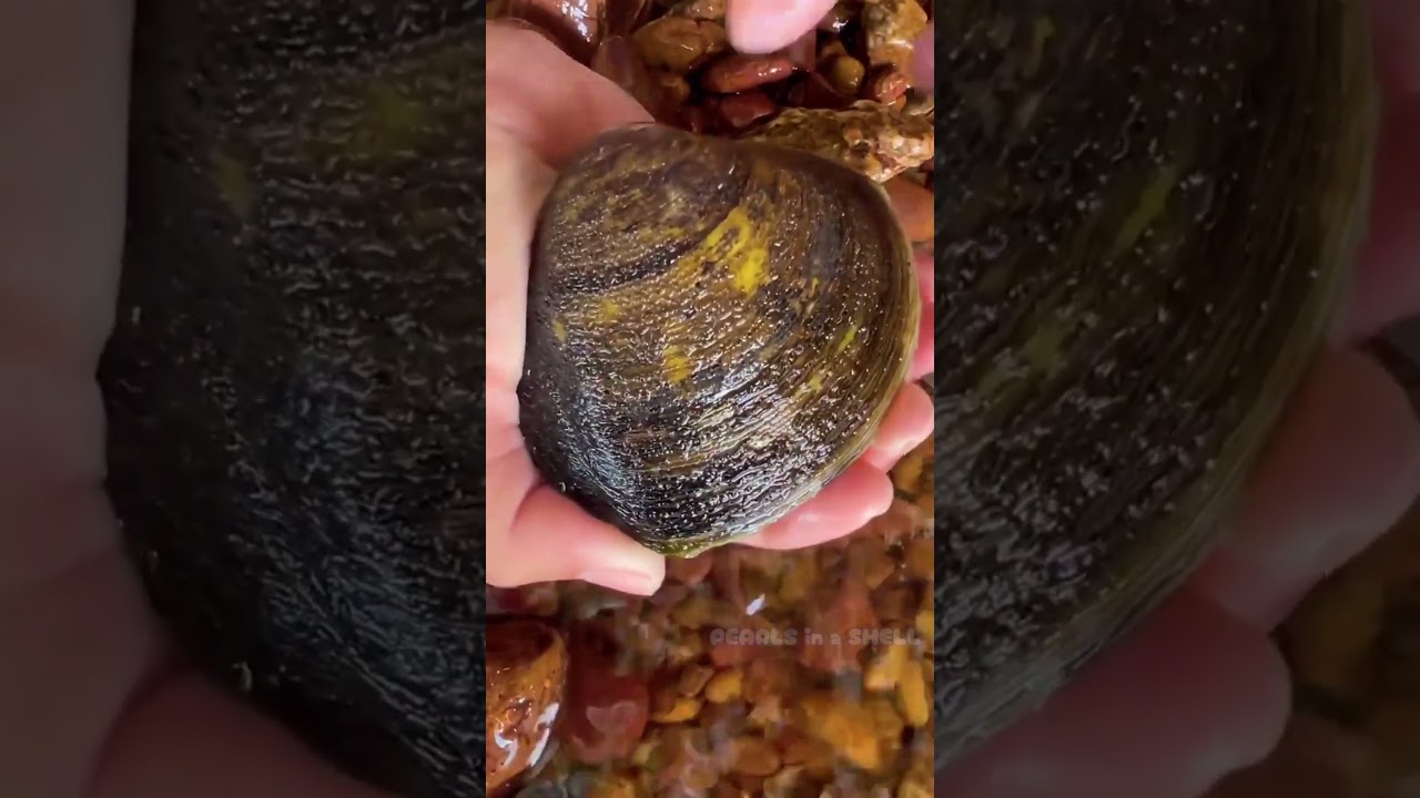 #shorts Stunning Pearls inside the seashell #pearl #seashell #new #outdoors #wanderfull  #pearls