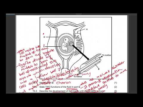 Grade 12 Human Reproduction Exam Question (Answered) | Development of the foetus | Life Science