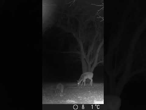 Oh my goodness, look at this little young deer chasing off a raccoon
