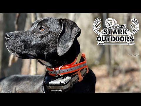 Training a Squirrel Dog