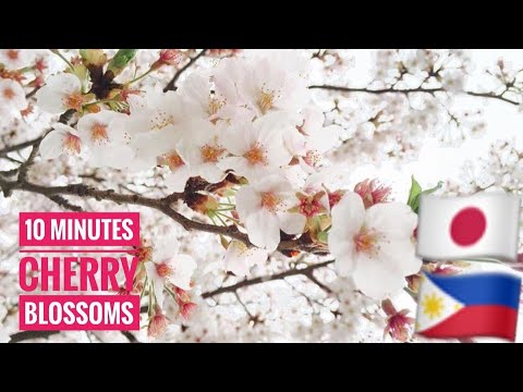 CHERRY BLOSSOMS SPOT NEAR YANASEGAWA STATION SAITAMA JAPAN🌸🌸