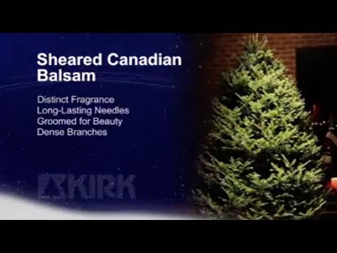 Balsam Fir Christmas Tree Variety | The Kirk Company