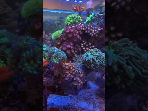 Live Corals in a 750 Gallon Reef Aquarium #Shorts