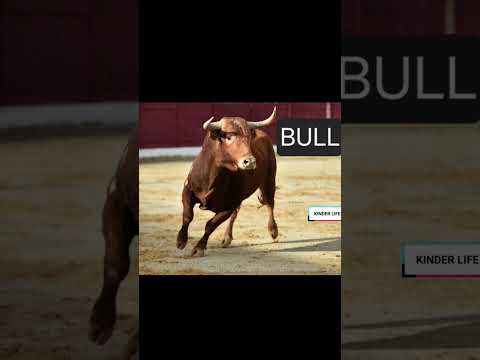 Farm Animals with Spelling in English for Kids#cattle #education#playschool#nursey @KinderLife-3